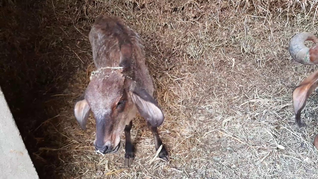 Sitaram gao shala - YouTube