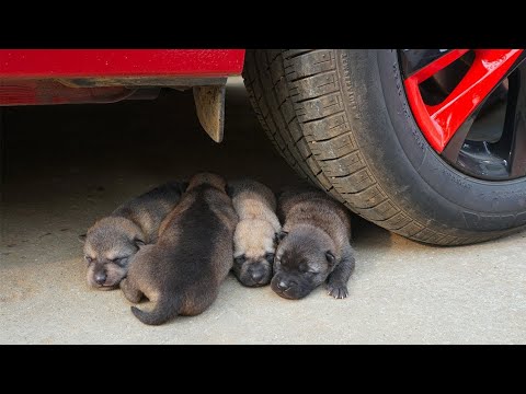Crushing Crunchy Soft Things by Car, experiment heels crush,car ...
