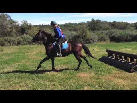 A Clever Gent - schooling xc - YouTube