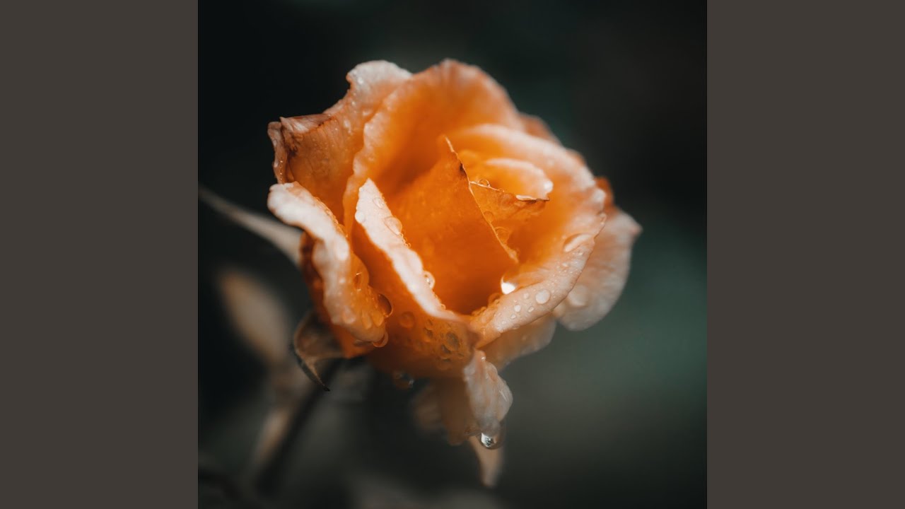 Wistful Overcast YouTube wistful-overcast-youtube