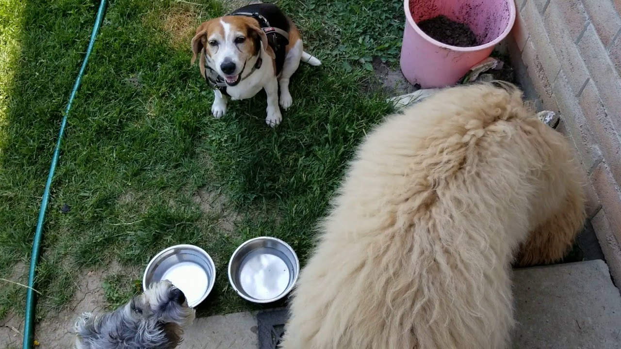 The dogs hunkered down in a shade corner. - YouTube