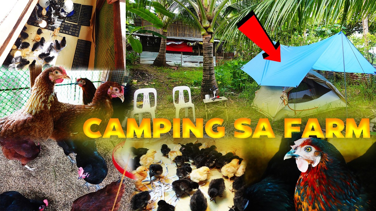 Overnight Camping Dominant CZ Chickens Farm Life Cebu - YouTube