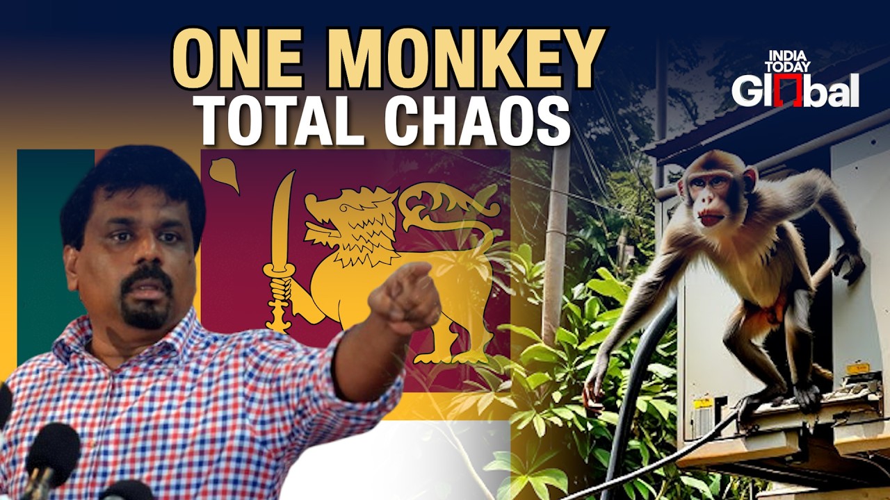 Monkey Causes Nationwide Blackout In Sri Lanka | Bizarre Power Outage ...