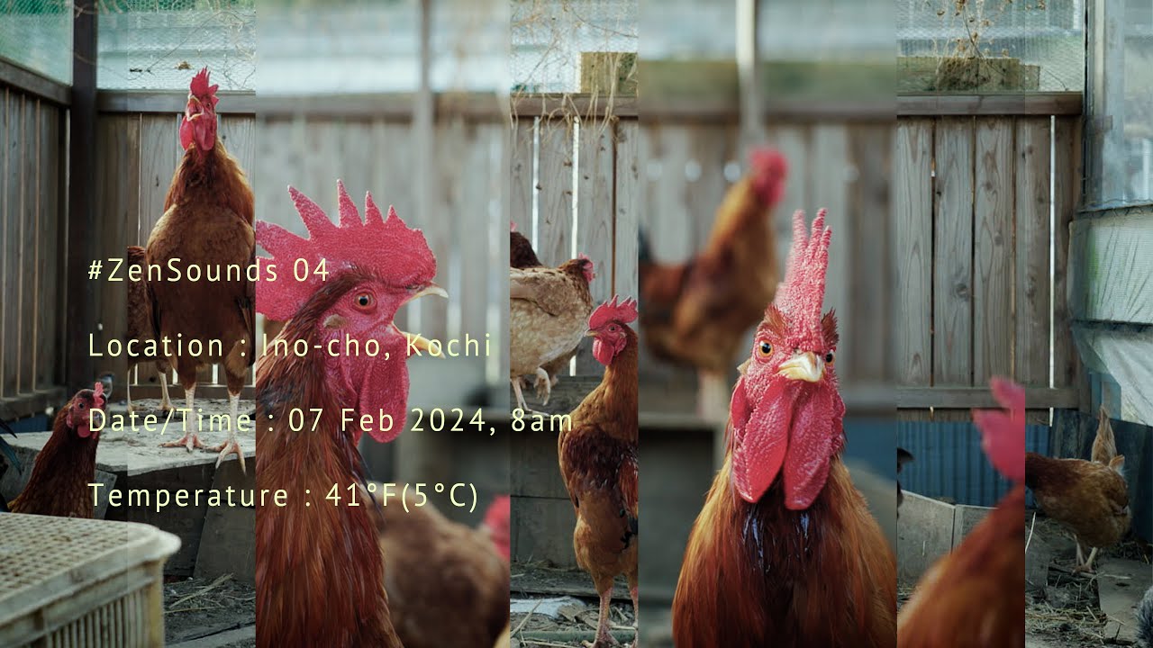 Nature Ambient Sound 30min | Roosters Crowing the Morning with White ...