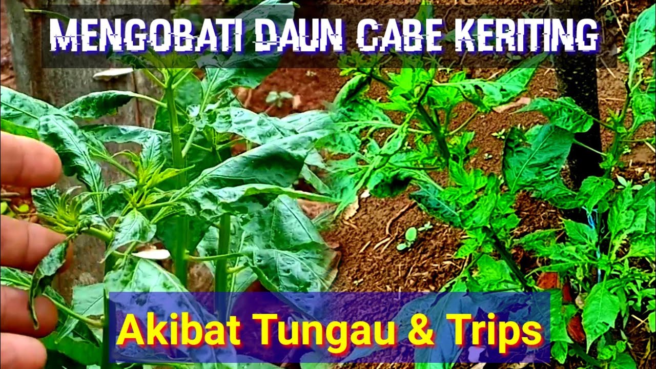 Cara memulihkan cabe terserang hama Tungau dan Thrips - YouTube