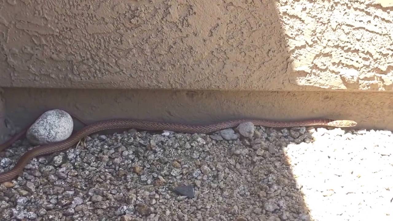Arizona Sonoran Coachwhip - "Red Racer" snake - YouTube