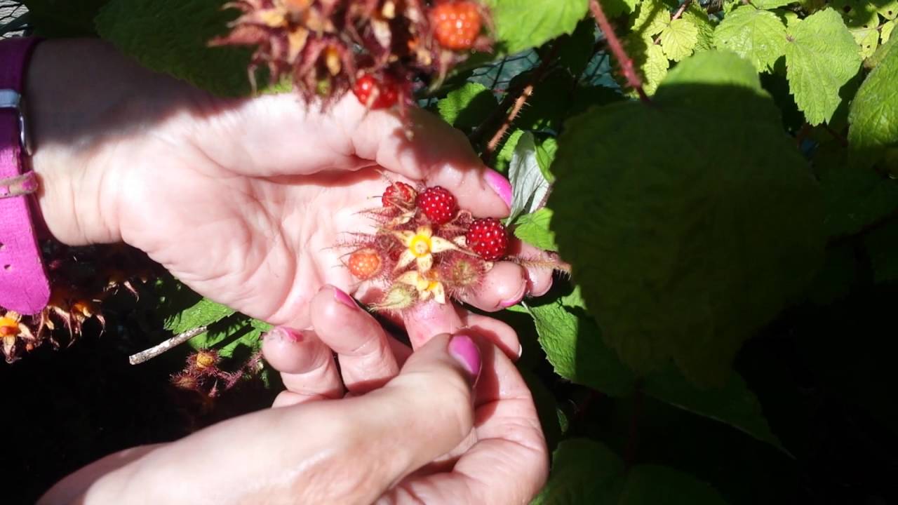 Japanese Wineberry: What Is It and How It Tastes? - YouTube