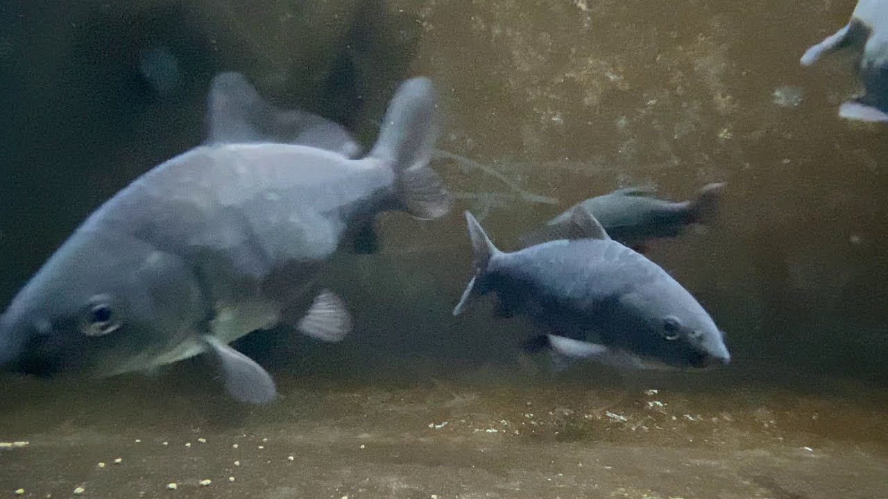 Underwater dinton carp fry 6 months old - YouTube