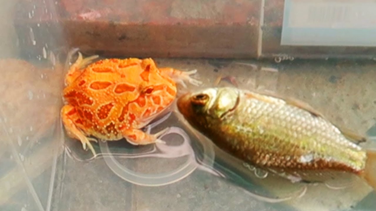 Feeding Red Frog Eat Fish | Cute Animals Video - YouTube