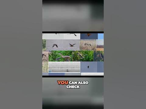 This Will Help You ID MORE Birds! l eBird Tutorial - YouTube