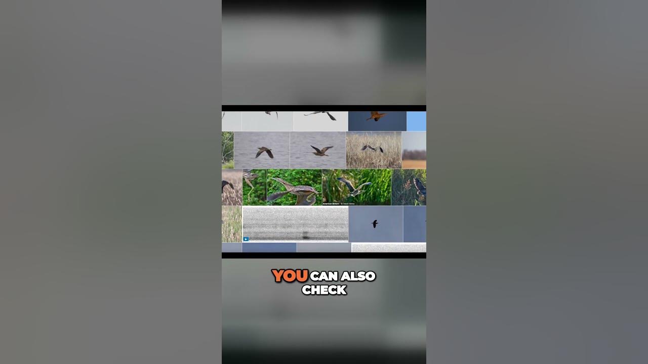 This Will Help You ID MORE Birds! l eBird Tutorial - YouTube