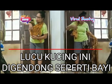 LUCU KUCING INI DIGENDONG SEPERTI BAYI - YouTube