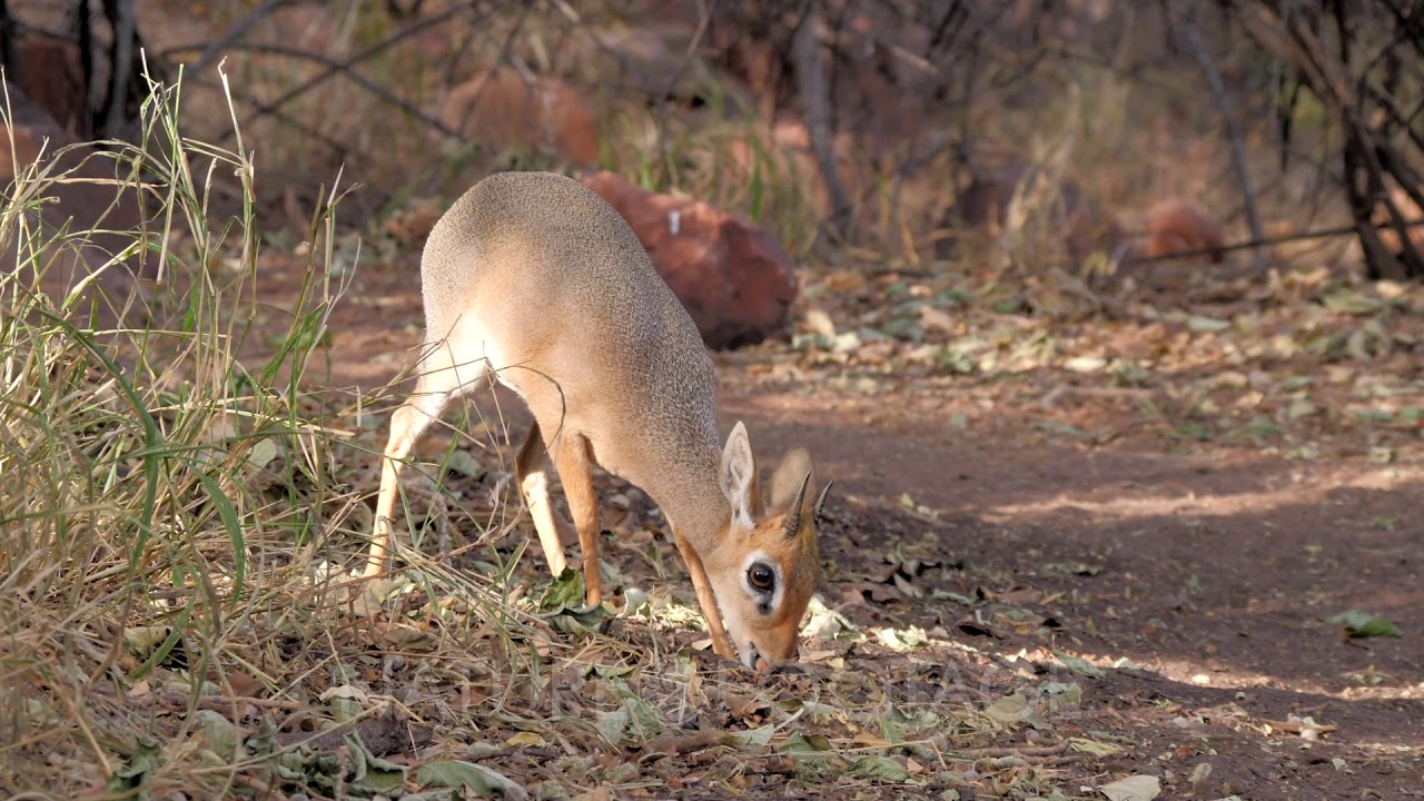 Kirk's dik dik buck finding and eating fruit - YouTube