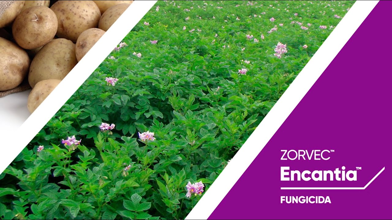 Zorvec® Encantia® Esto lo cambia todo nuevamente - Colombia - YouTube