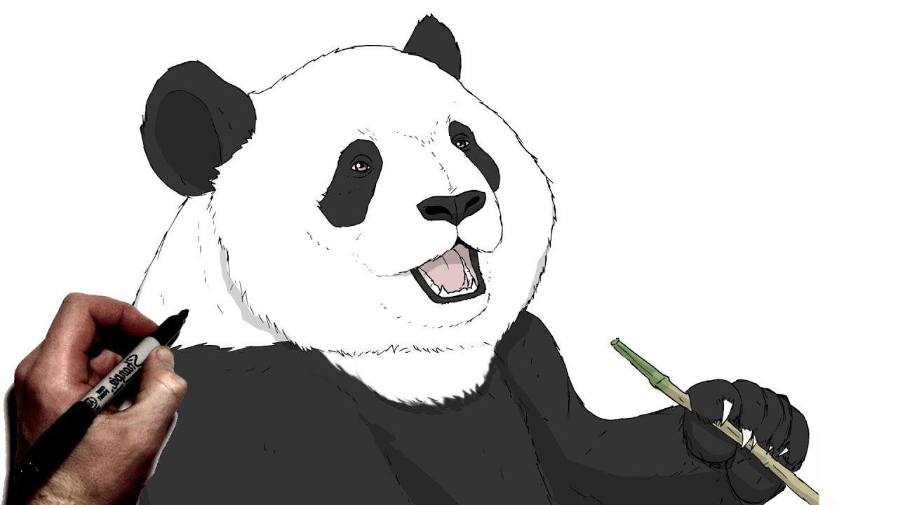 How To Draw A Panda | Step By Step | - YouTube