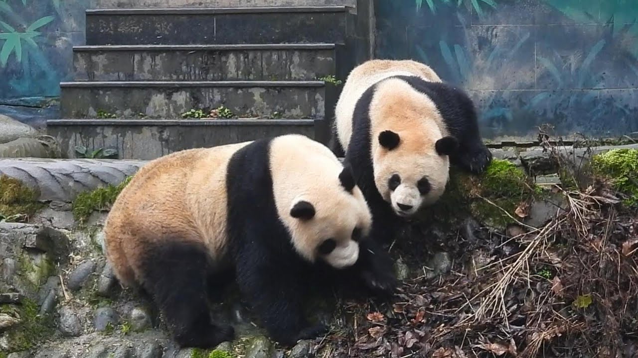 雅雅和安安 | panda YAYA&ANAN | 大熊猫 | 팬더 - YouTube