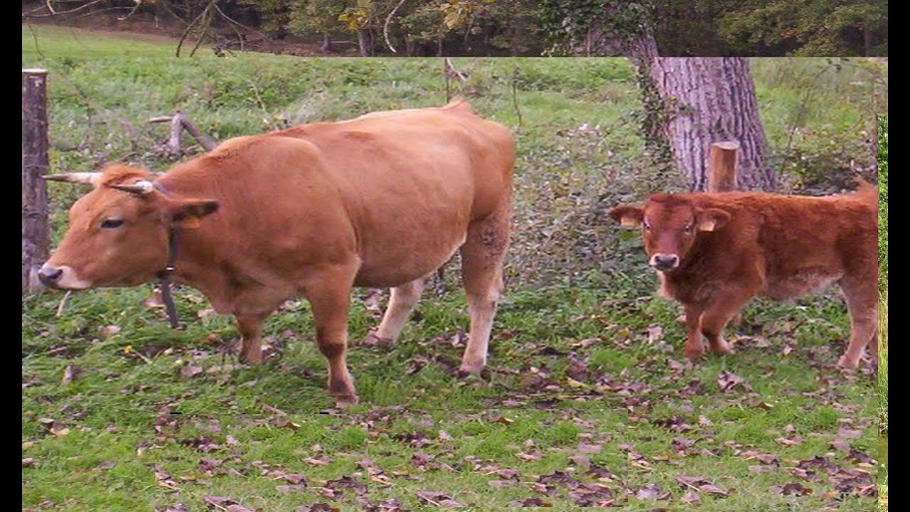 types of cows & List of cattle breeds - YouTube