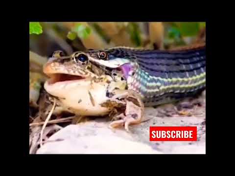 hungry snake swallow a big frog 🐸🐸 - YouTube