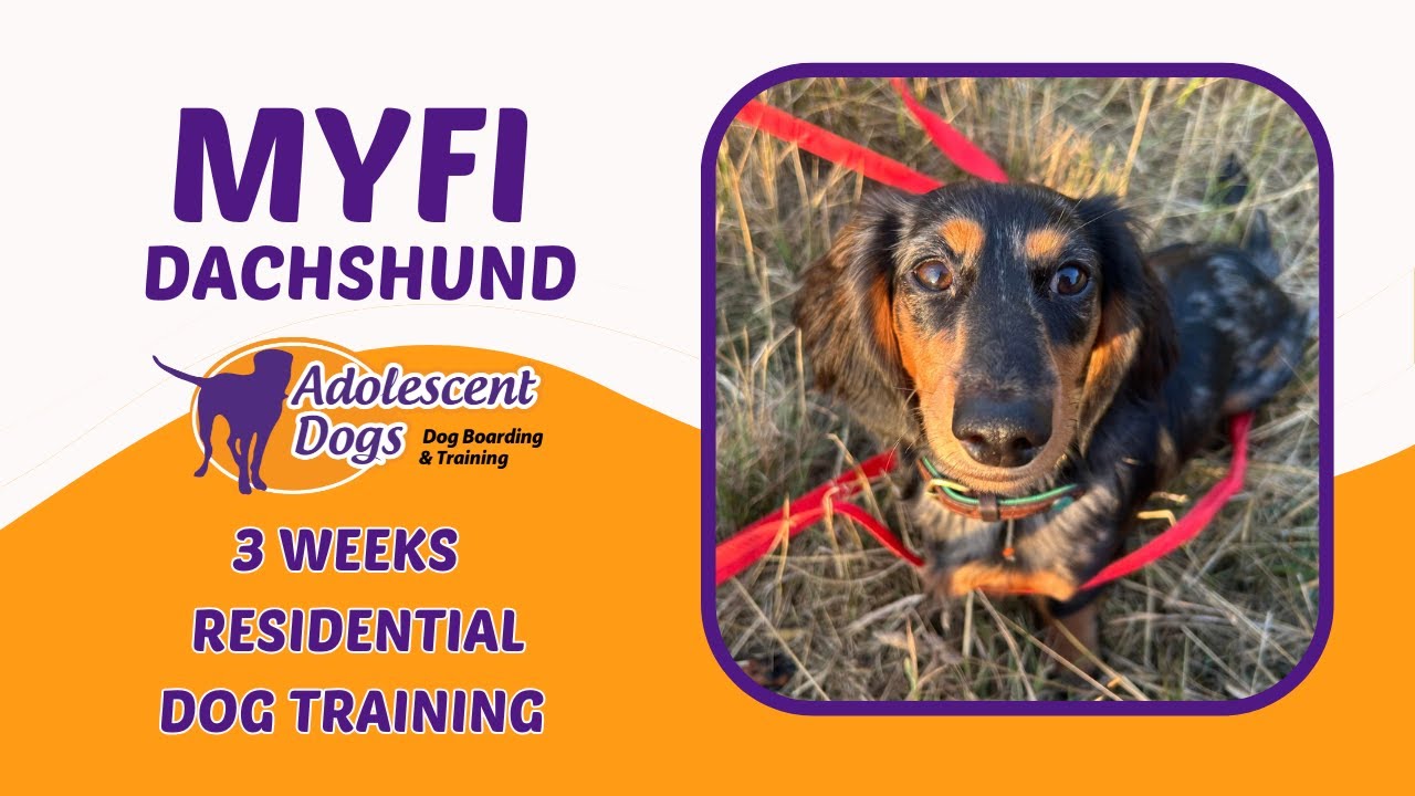 Myfi the Miniature Dachshund | 3 Weeks Residential Dog Training - YouTube