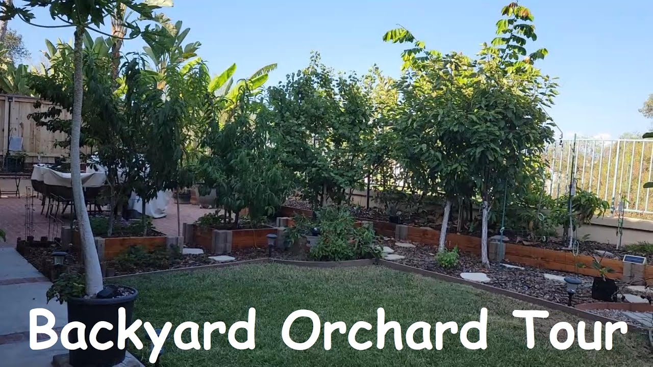 August backyard orchard tour - YouTube