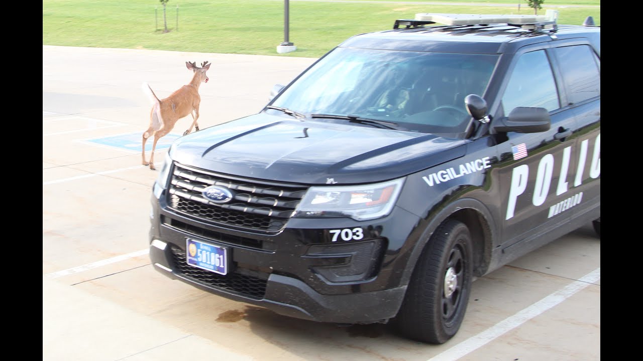 Deer crashes through window - YouTube