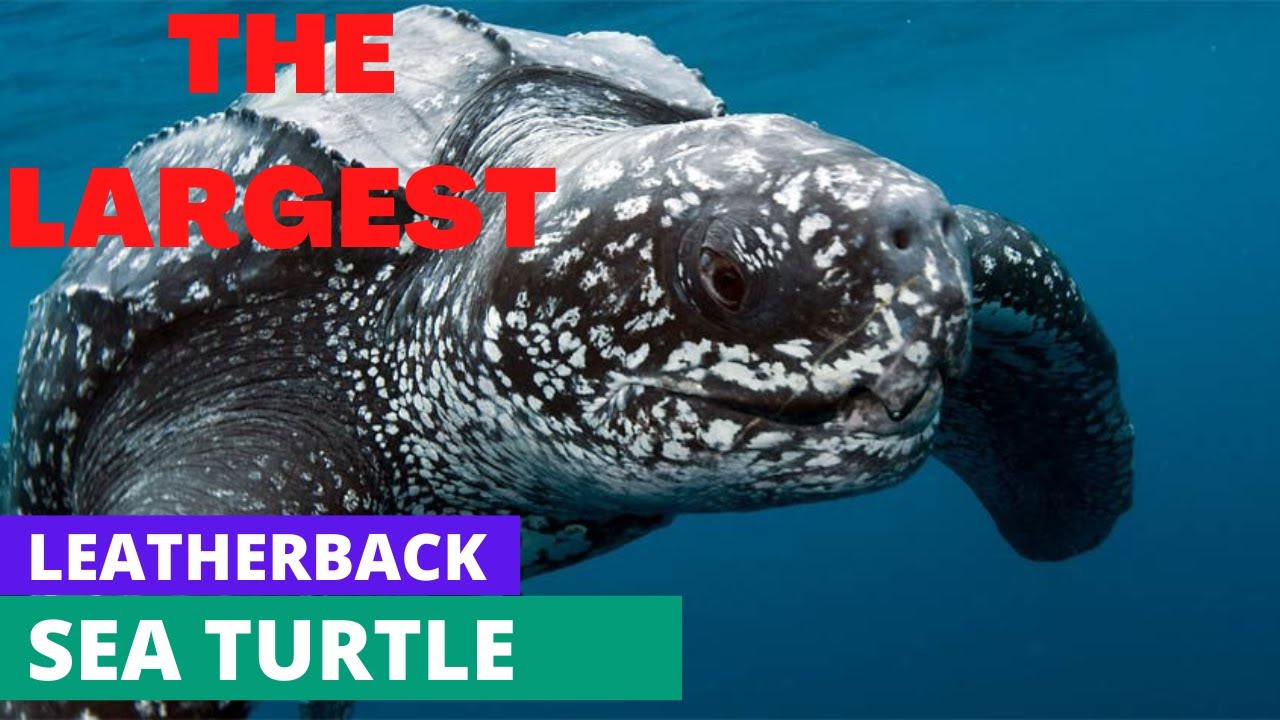 Sea Turtle Without a Shell: The Leatherback Sea Turtle - YouTube