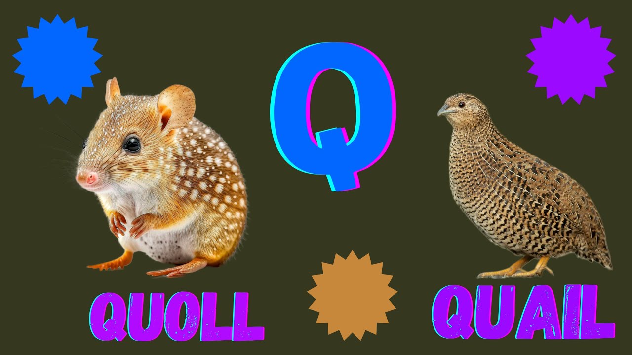 Q for quoll|Q for quail|Q English alphabets|Alphabet learning|Alphabet ...