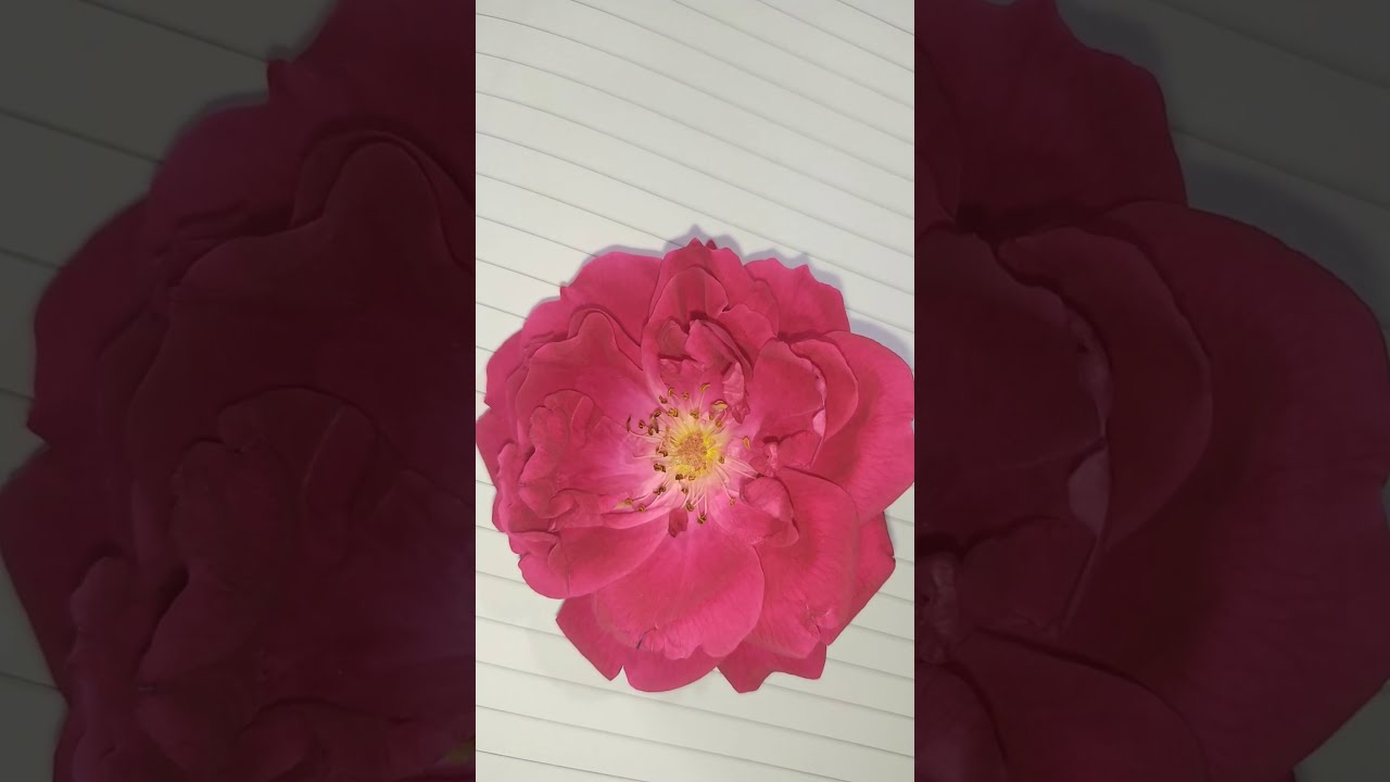 phul gulab Ka natural beauty of rose - YouTube