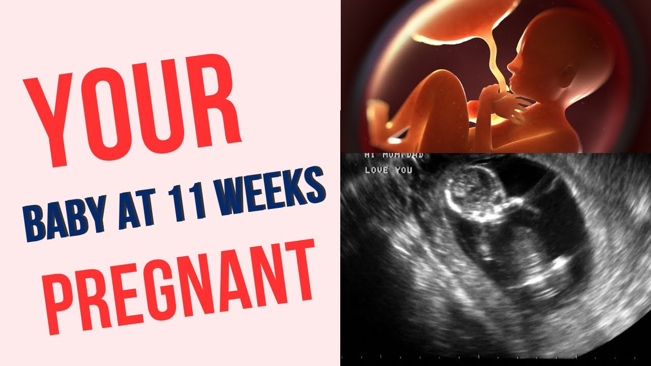 11 WEEKS PREGNANT || BABY DEVELOPMENT AT 11 WEEKS || FETAL DEVELOPMENT ...