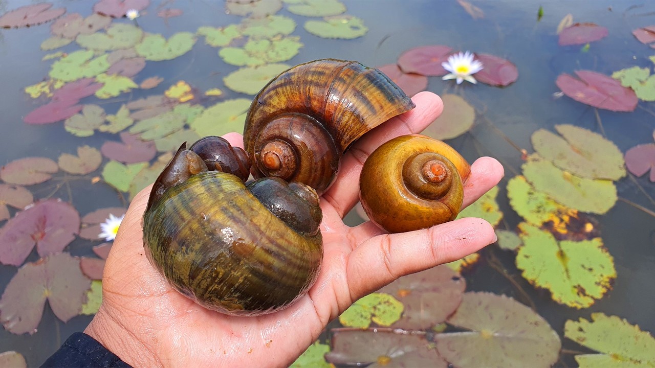 Freshwater Snails pick in the flooding fields with beautiful nature ...