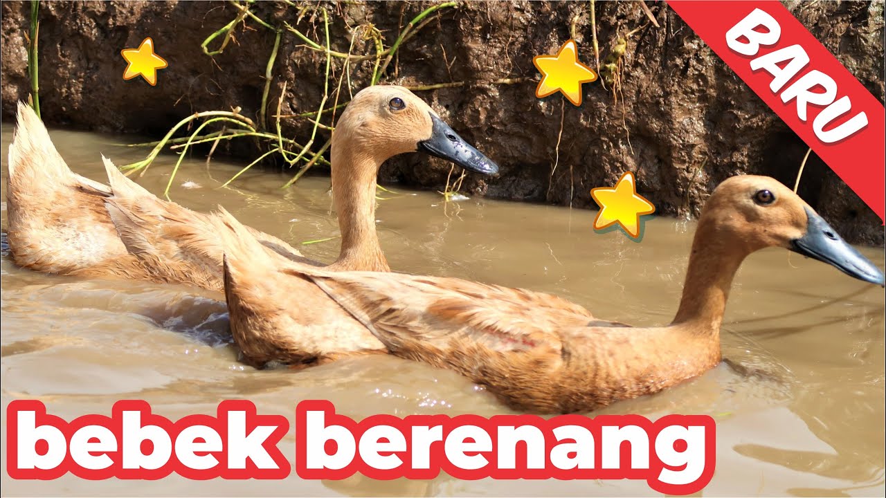 BEBEK BERENANG OKE , POTONG BEBEK ANGSA MASAK , DUCK CAN'T SWIM , LAGU ...