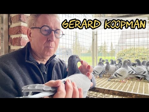Gerard Koopman Racing Pigeon : The Unstoppable Gerard Koopman and His ...