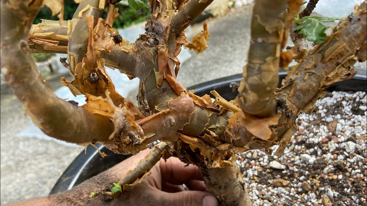 Growing Frankincense Trees! Huge Boswellia Sacra! - YouTube