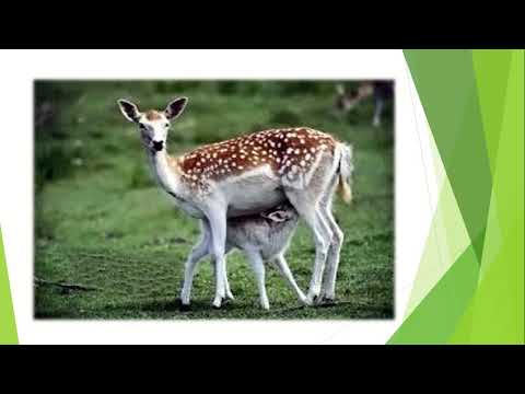 5ci SİNİF-ANA MARAL ƏFSANƏSİ (Azərbaycan dili və Ədəbiyyat)