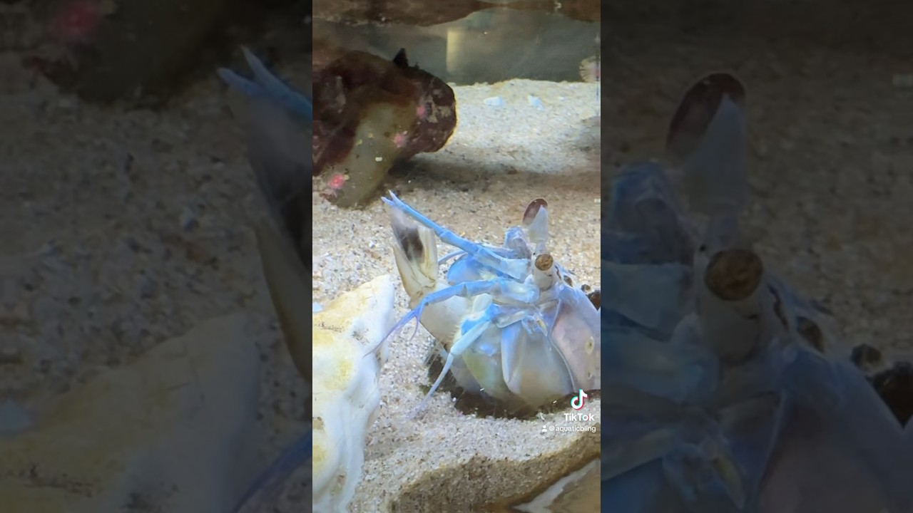 A Shrimp Cocktail Party with a Mantis Shrimp, Decorator Crab & Hermit ...