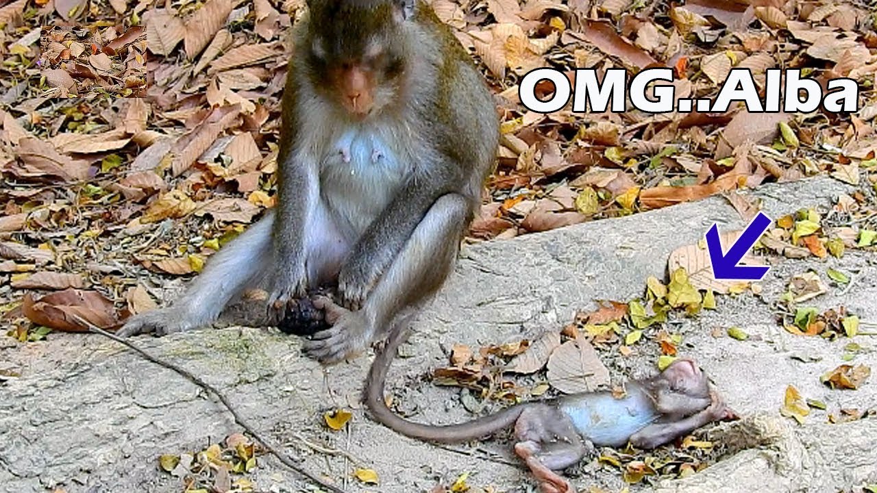 Don't scare me Alba ! Pity Alba look drowsiness after mom fight too ...