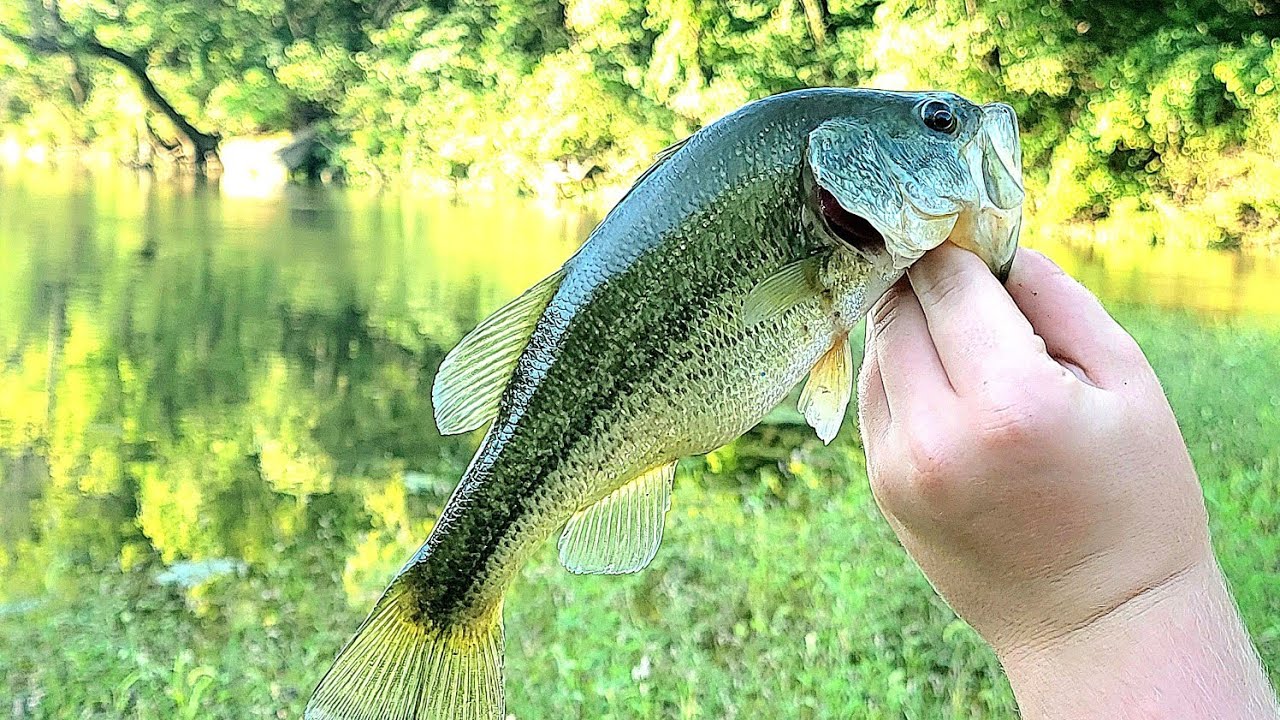 Catch Fish, the easy way on small creeks - YouTube