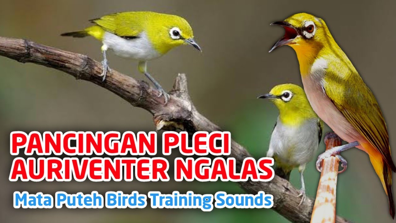 Mata Puteh Bird Singing Buka Long to Training Sound - YouTube