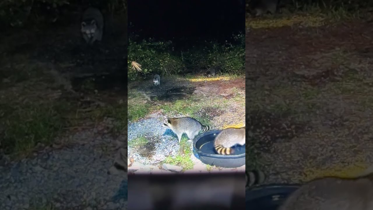 GinaG CCTV is live! Watching animals on the trail . CCTV - YouTube