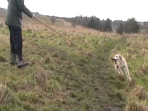 lure machine.lure coursing - YouTube