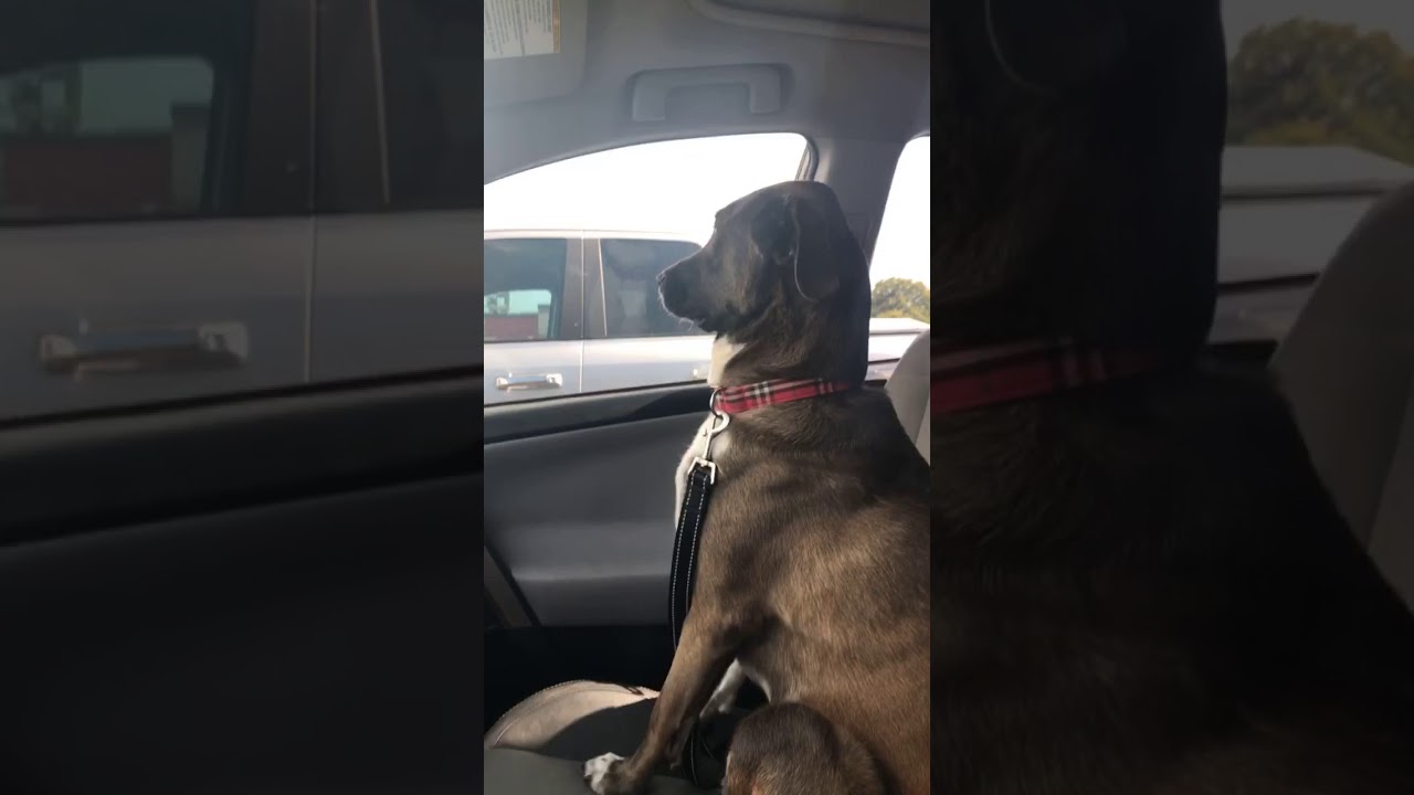 Fritz - Dog After the Dentist - YouTube