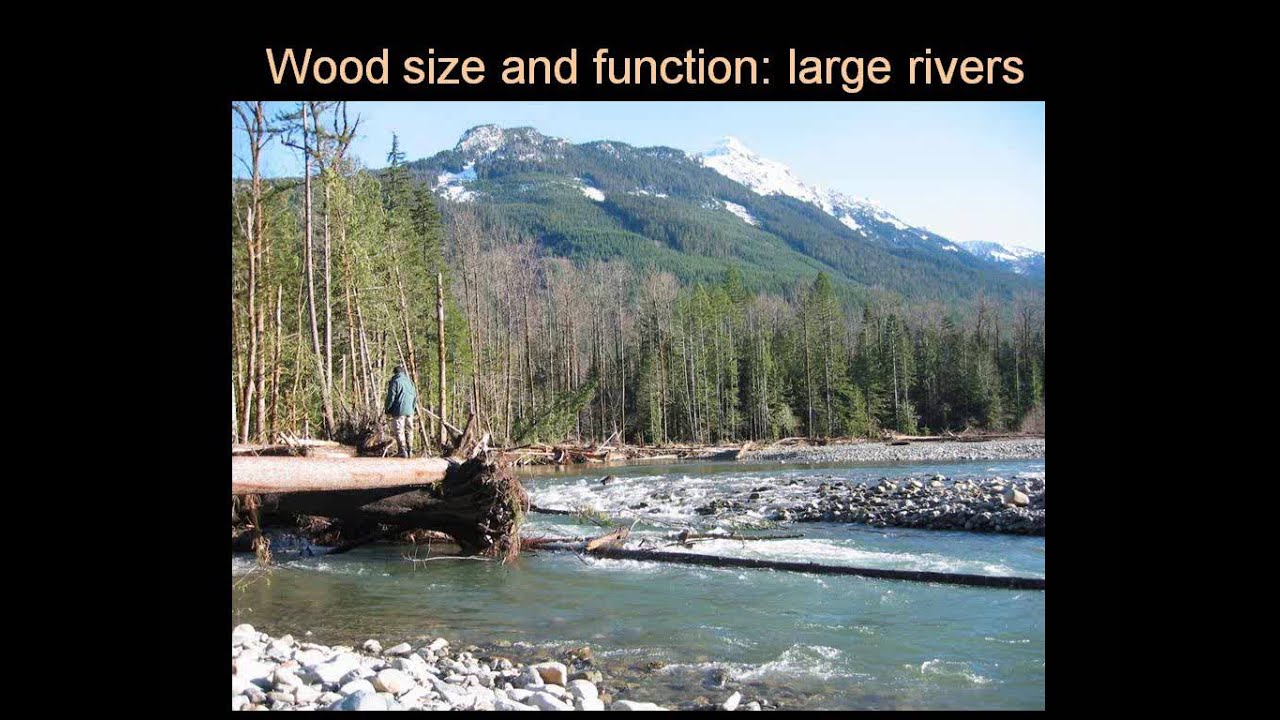 A Process Basis for Restoring Wood in Streams - YouTube
