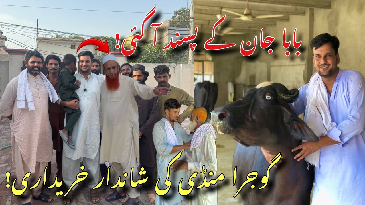 "Baba Jan Loved It! Stunning Purchase from Gojra Mandi! 🐃🐄 - YouTube