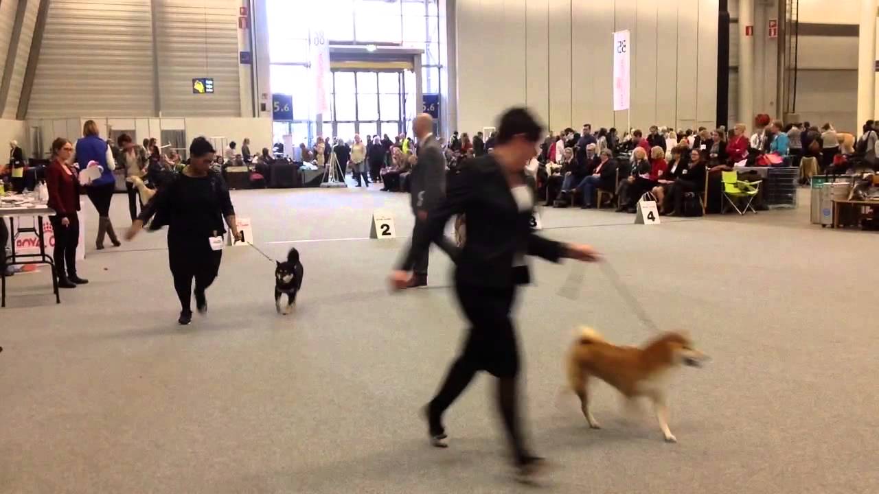 Shiba - Helsinki Winner 5.12.2015 dog show -best male - YouTube