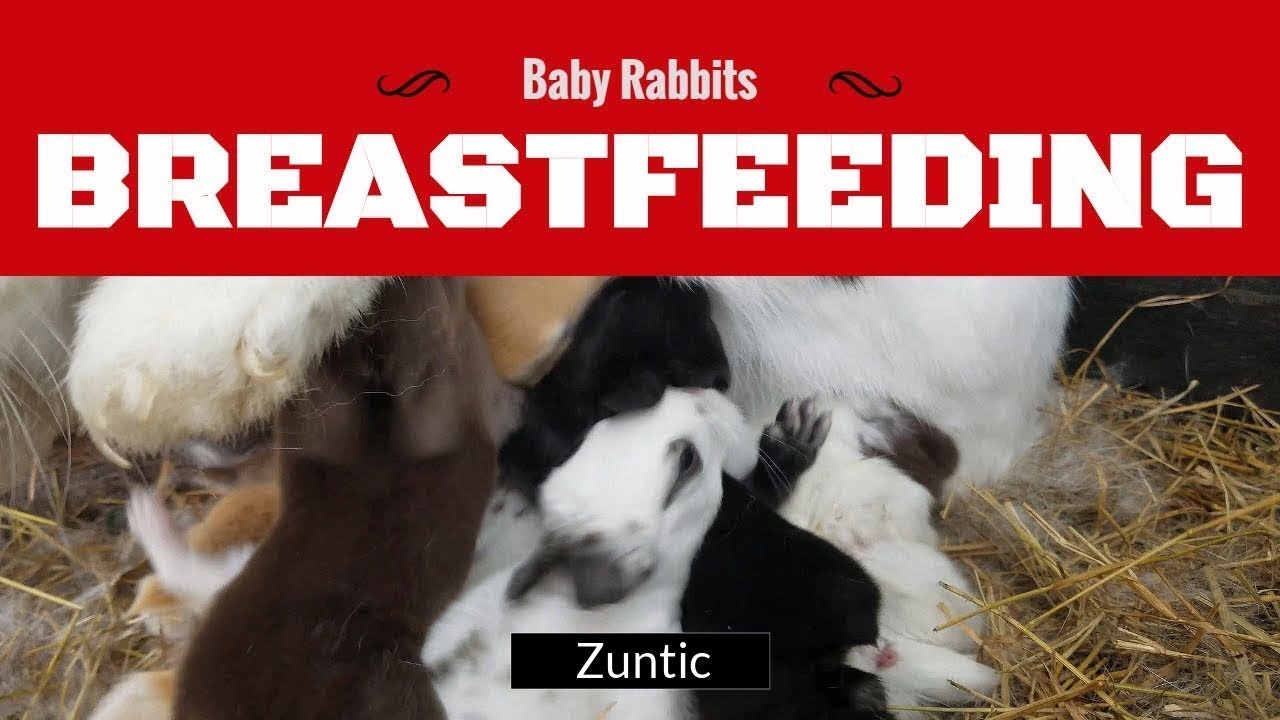 Rabbit nursing two weeks old baby bunnies - mother rabbit breastfeeding ...