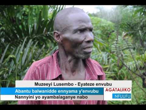Ababntu balwanidde ennyama y’envubu - YouTube