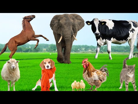 Funny Farm Animal Habits : Cow, Dog, Chicken, Piglet, Cat, Monkey, Rabbit, Sheep –  Animal Sounds
