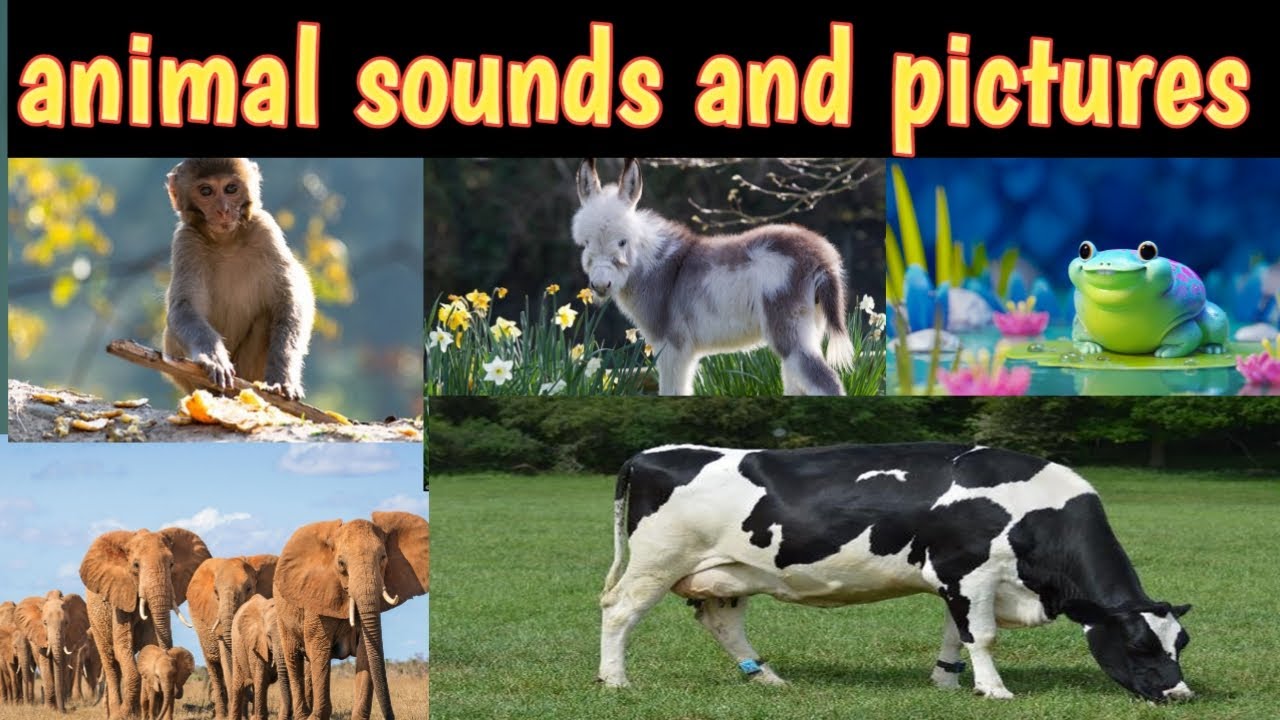 Animal sounds|real images of animal|animal sounds and pictures|animal ...