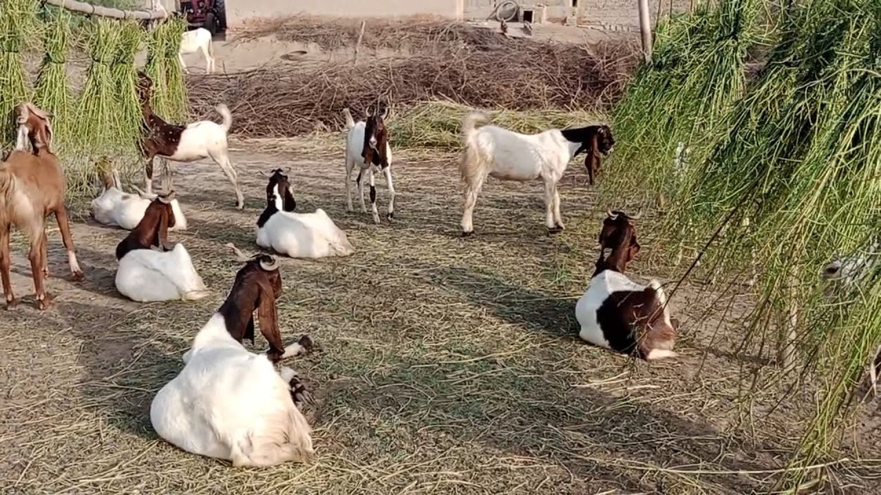 How DO They Eat And Feed The Sacrificial Goats? | Goats Mating | Animal ...
