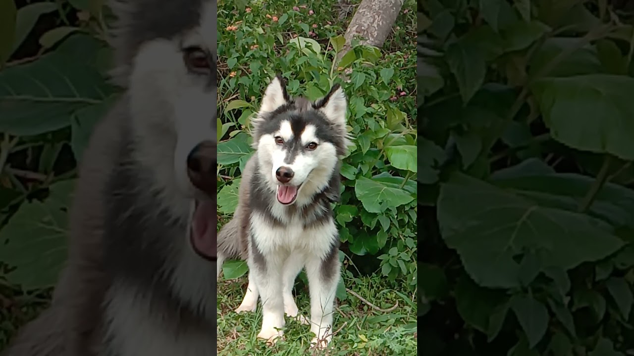 Wooly coat Husky ... - YouTube